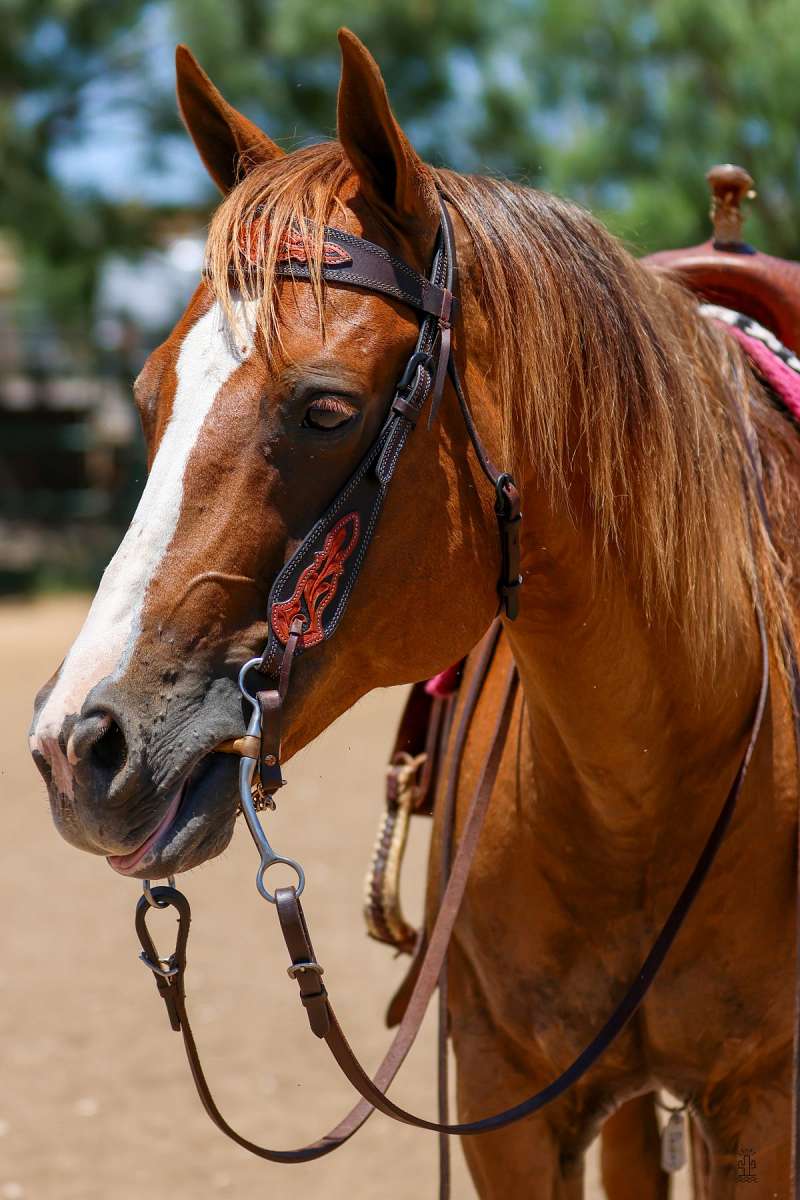 Fancy AQHA Ranch Riding or Reining Gelding!