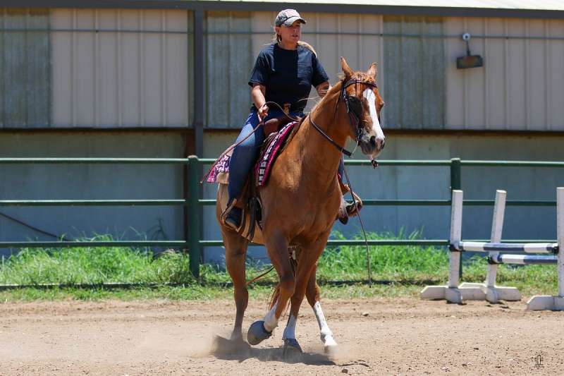 Fancy AQHA Ranch Riding or Reining Gelding!