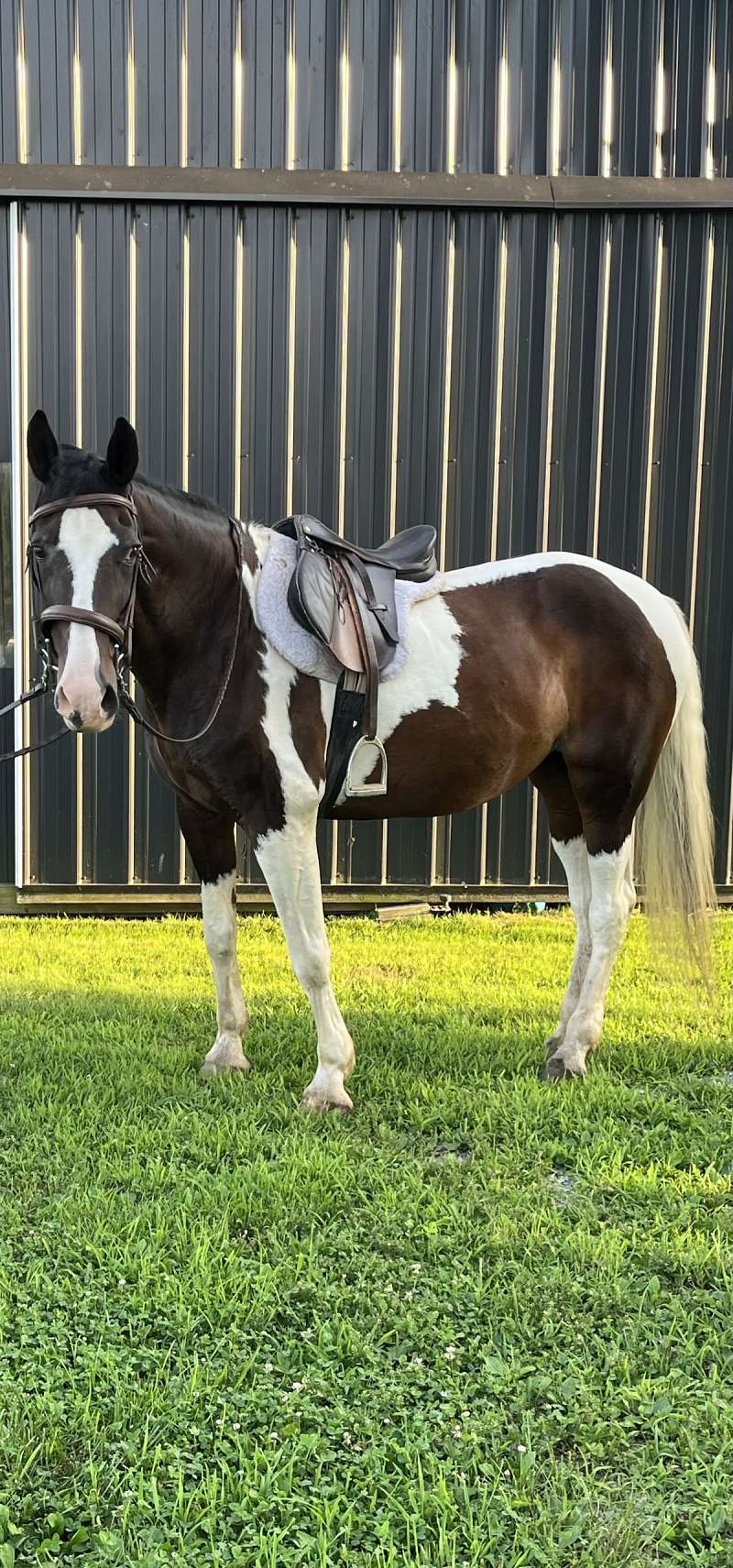 Spotted Saddle Horse - Mare - Gaited