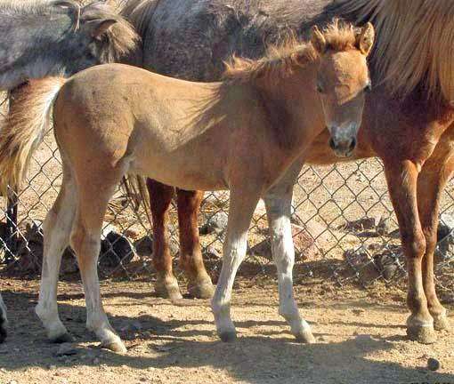 Miniature Appaloosa Filly a/R
