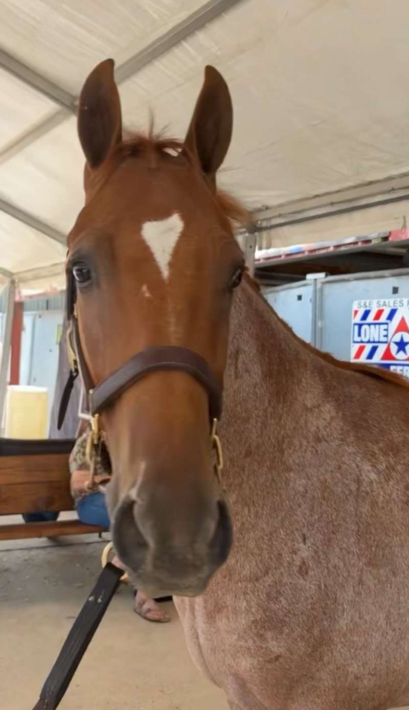 AQHA Red Roan Yearling Colt