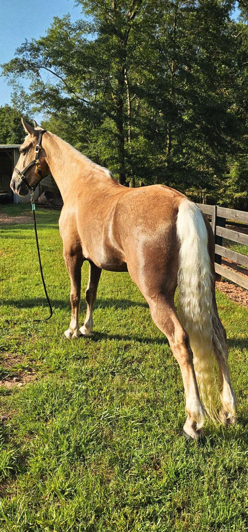 Dior, Gorgeous, Flashy, Super Smooth Gaited, Trail or Fun Show Horse