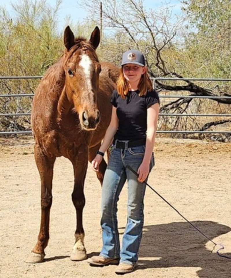 3 Year Old Appendix Mare