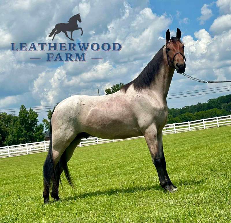 Driving & Riding Bay Roan Registered TWH