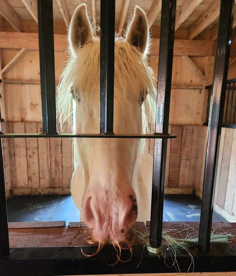 Silver Dapple Sabino Gypsy Vanner Mare