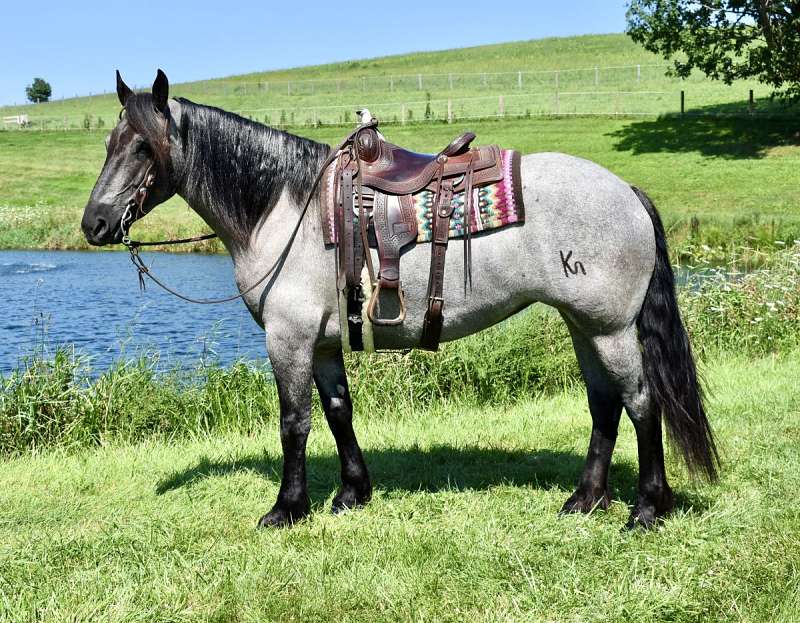 Goose – Broke, Beautiful & Blue Roan True!