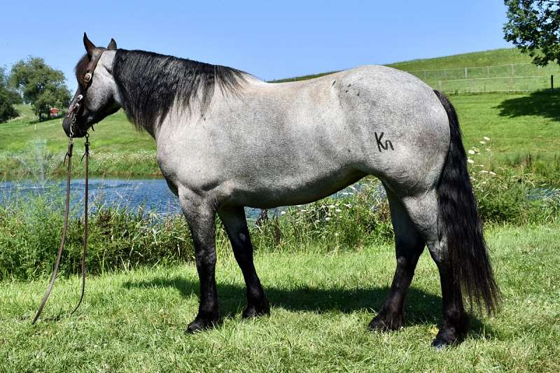 Goose – Broke, Beautiful & Blue Roan True!