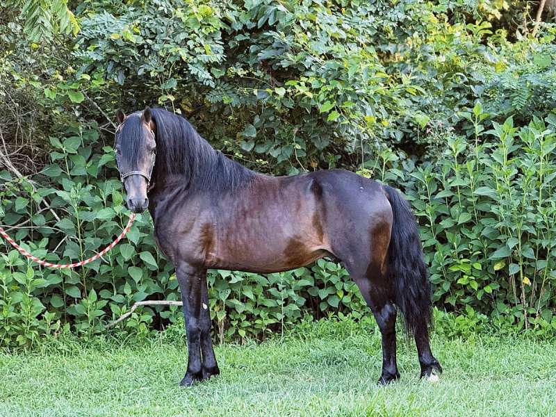 Gorgeous Friesian Cross