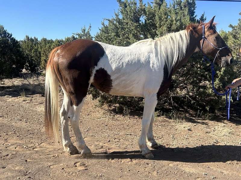 Splash Needs His Person!