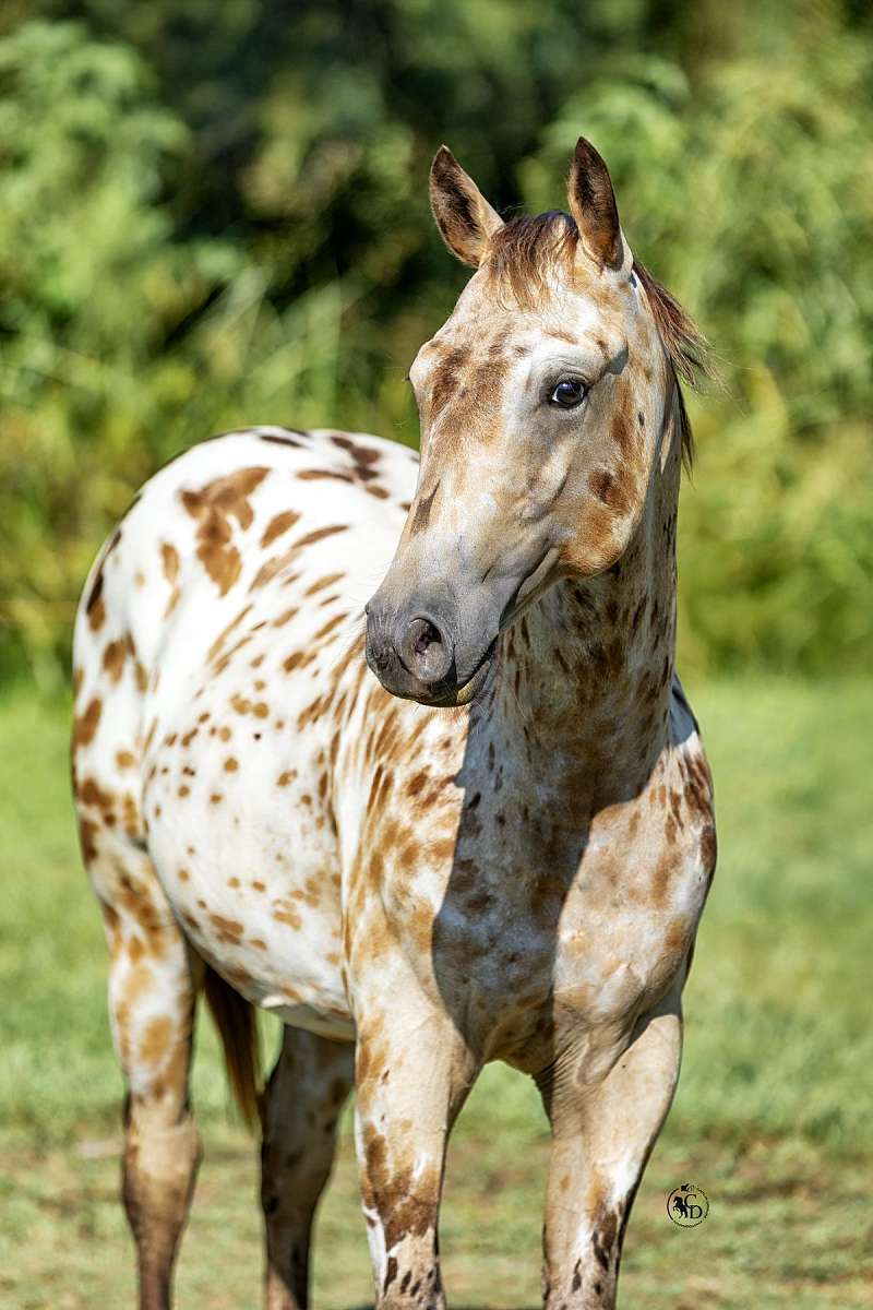 Stunning 2024 APHC Buckskin Leopard Colt!