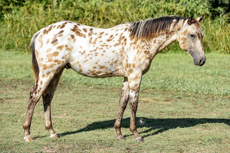 Stunning 2024 APHC Buckskin Leopard Colt!