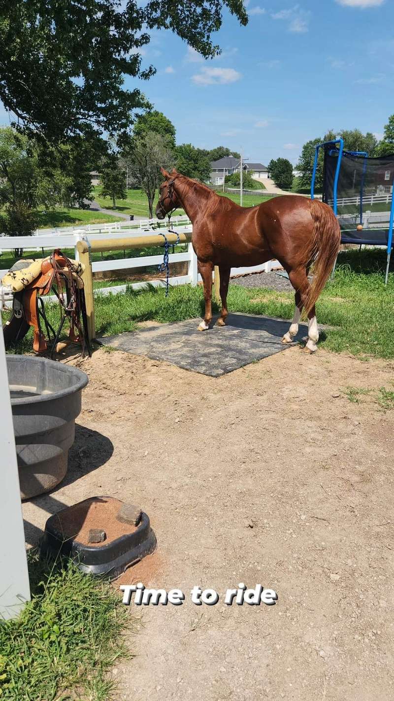 Quarter Horse Gelding