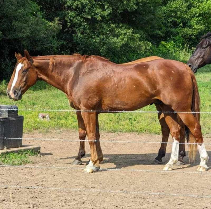 Quarter Horse Gelding