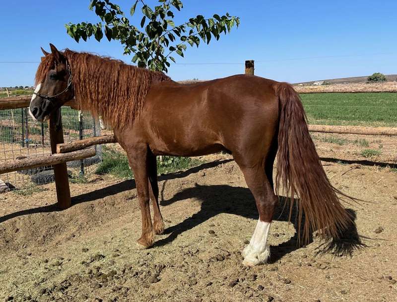 Double Registered Legendary Curly MFTHBA Stallion