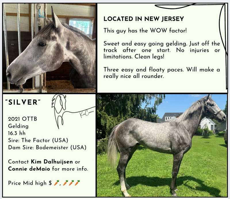 16.3hh Flashy Grey OTTB Gelding