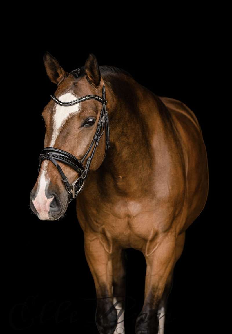 Oldenburg Gelding