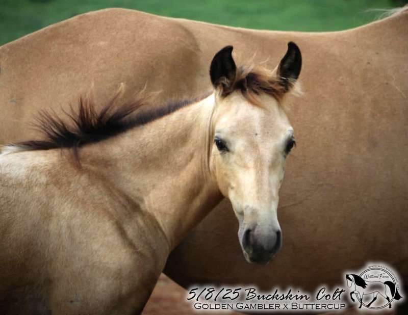 Buckskin Gaited Pony Colt
