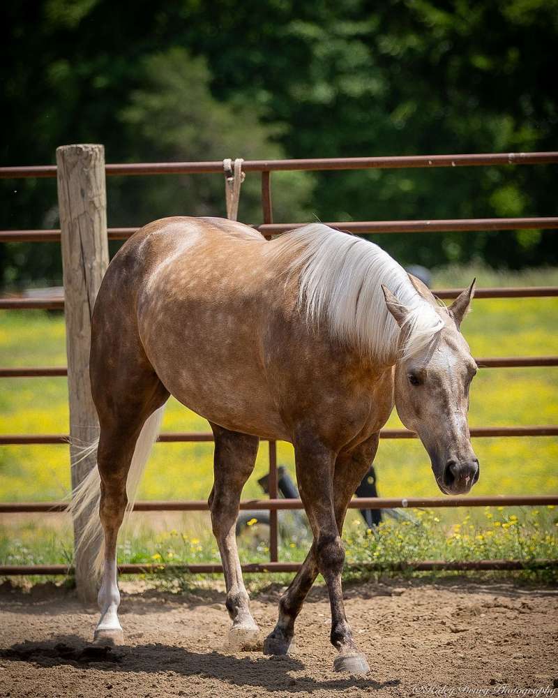 Cashed N Diamonds - Awesome Ranch & Roping Horse 8 yo Palomino APHA Mare.