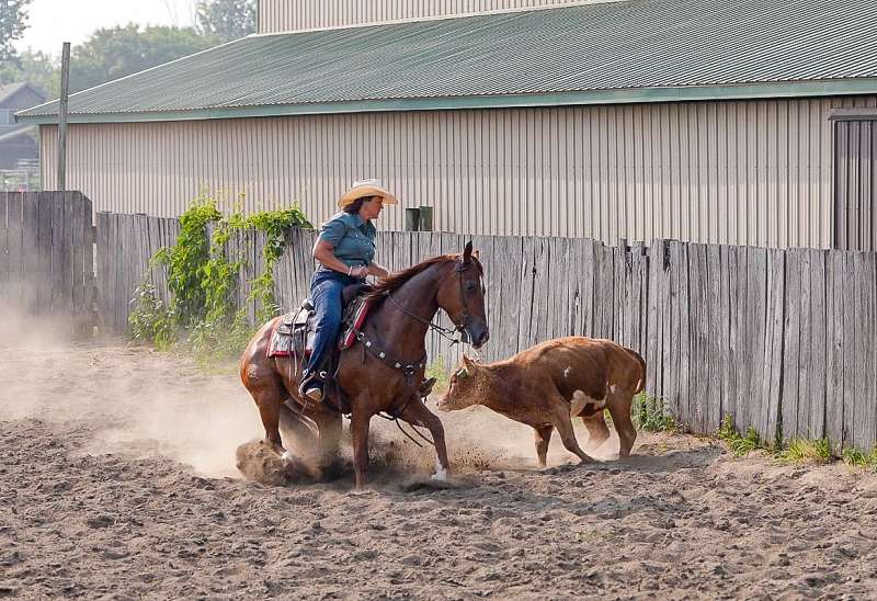 Spark - Excellent Ranch & Roping Horse 4 Yr Old Sorrel AQHA Gelding!