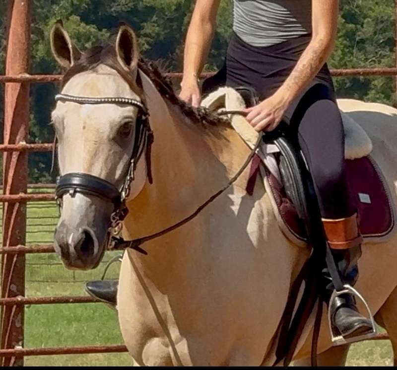 Ruger - Your Forever Heart Horse 5 yo Buckskin Quarter Horse Cross Gelding!
