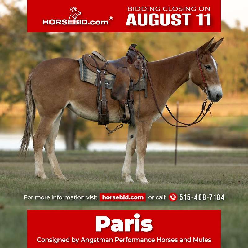 Paris - Super Cool Ranch & Trail Deluxe 8 Yr Old Red Dun Molly Mule!