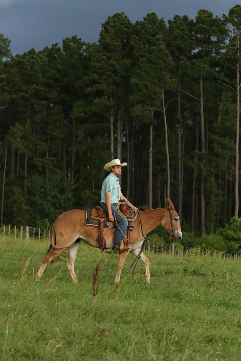 Paris - Super Cool Ranch & Trail Deluxe 8 Yr Old Red Dun Molly Mule!