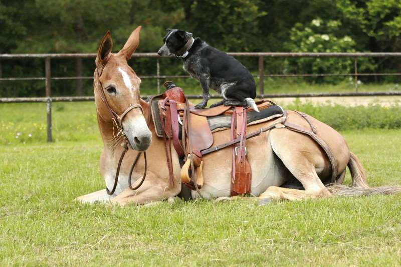 Paris - Super Cool Ranch & Trail Deluxe 8 Yr Old Red Dun Molly Mule!