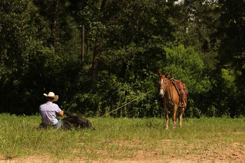 Paris - Super Cool Ranch & Trail Deluxe 8 Yr Old Red Dun Molly Mule!