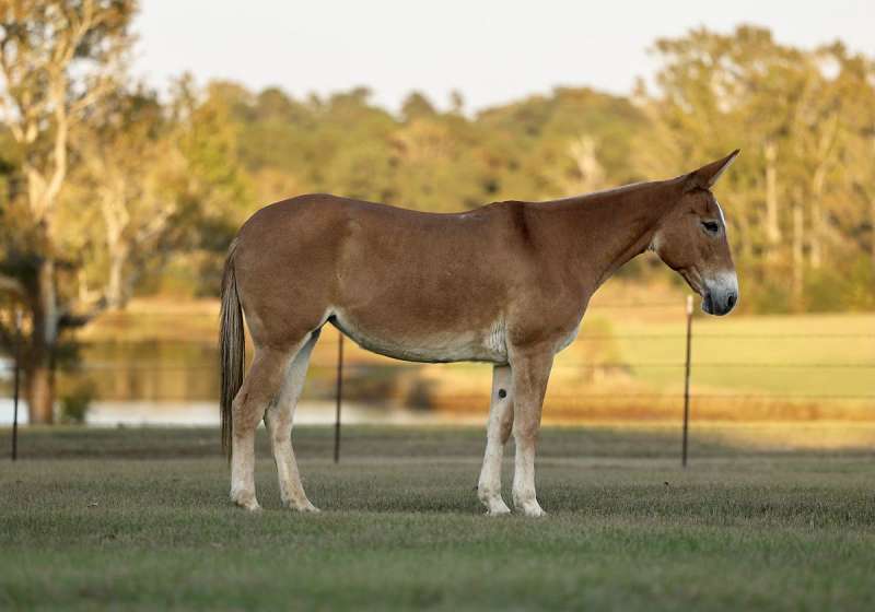 Paris - Super Cool Ranch & Trail Deluxe 8 Yr Old Red Dun Molly Mule!