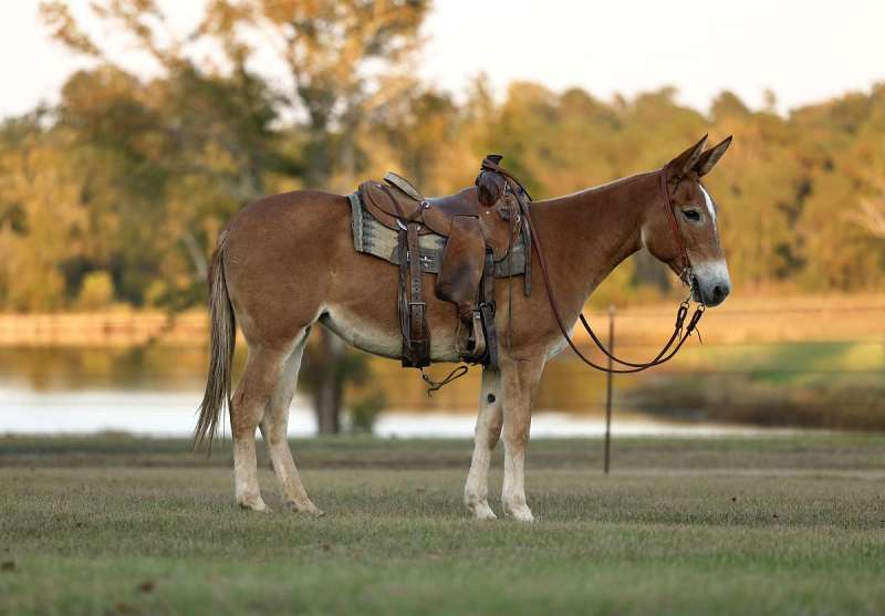 Paris - Super Cool Ranch & Trail Deluxe 8 Yr Old Red Dun Molly Mule!