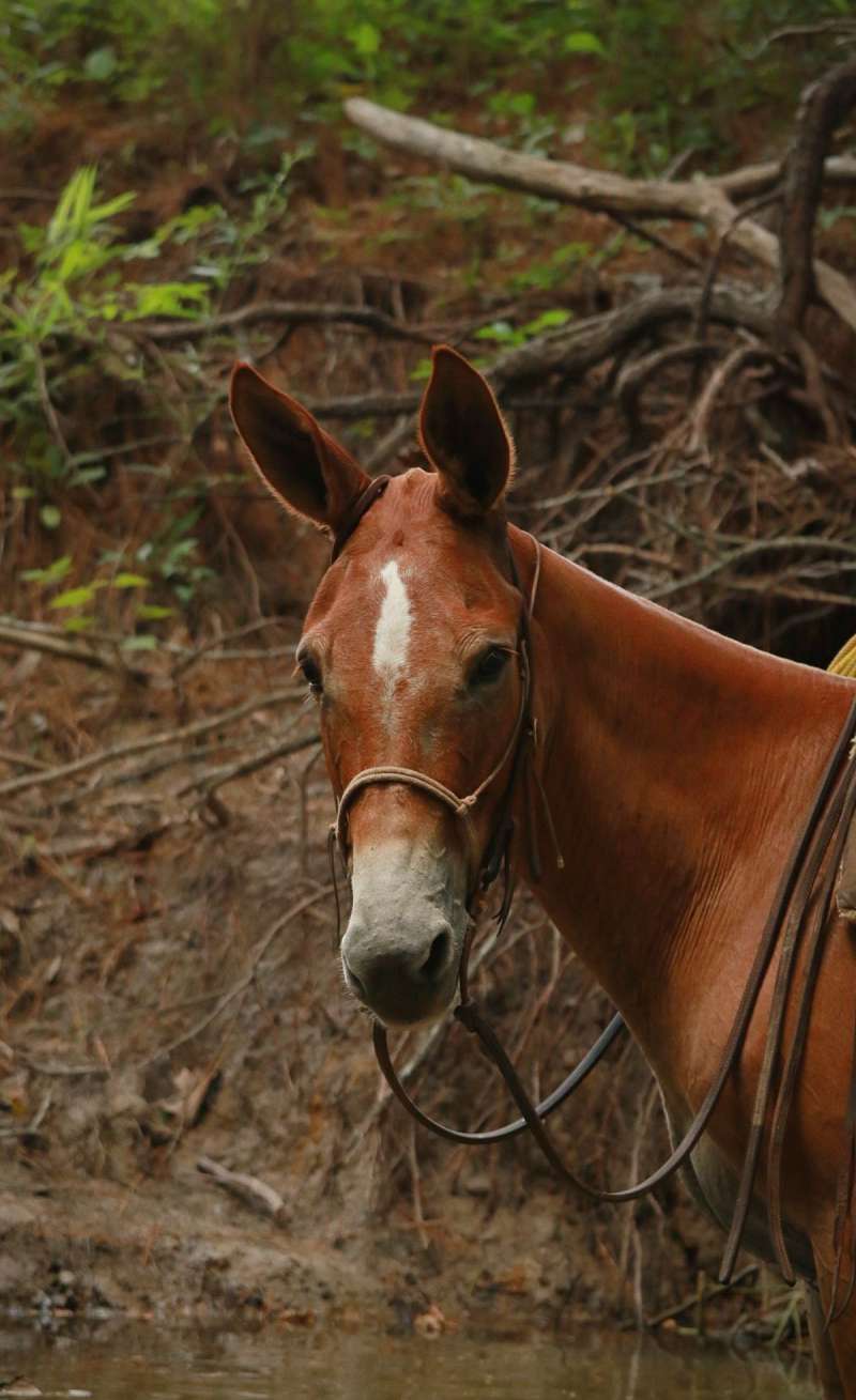 Paris - Super Cool Ranch & Trail Deluxe 8 Yr Old Red Dun Molly Mule!