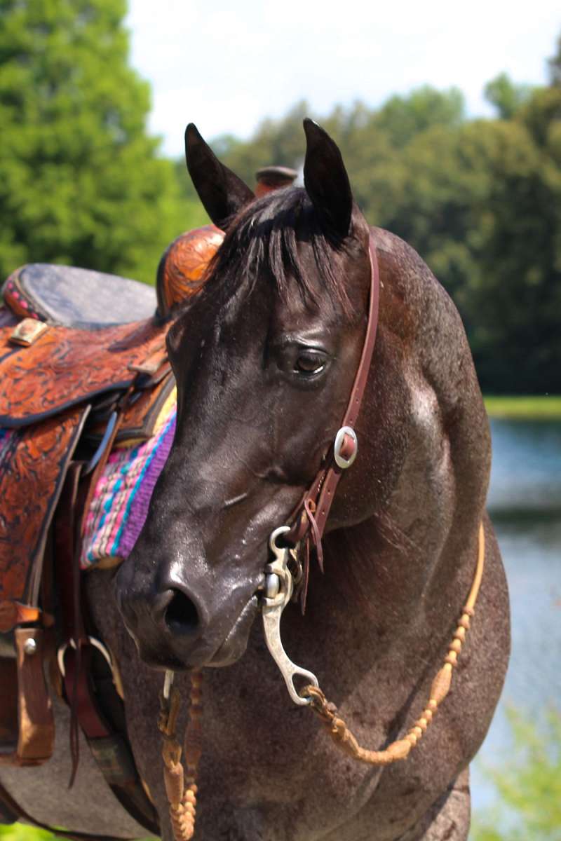 Newt - Amazing & Once in a Lifetime 11 Yr Old Blue Roan AQHA Gelding!