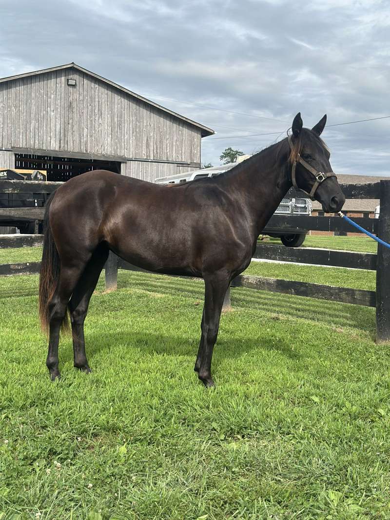 Stunning Solid Black Filly
