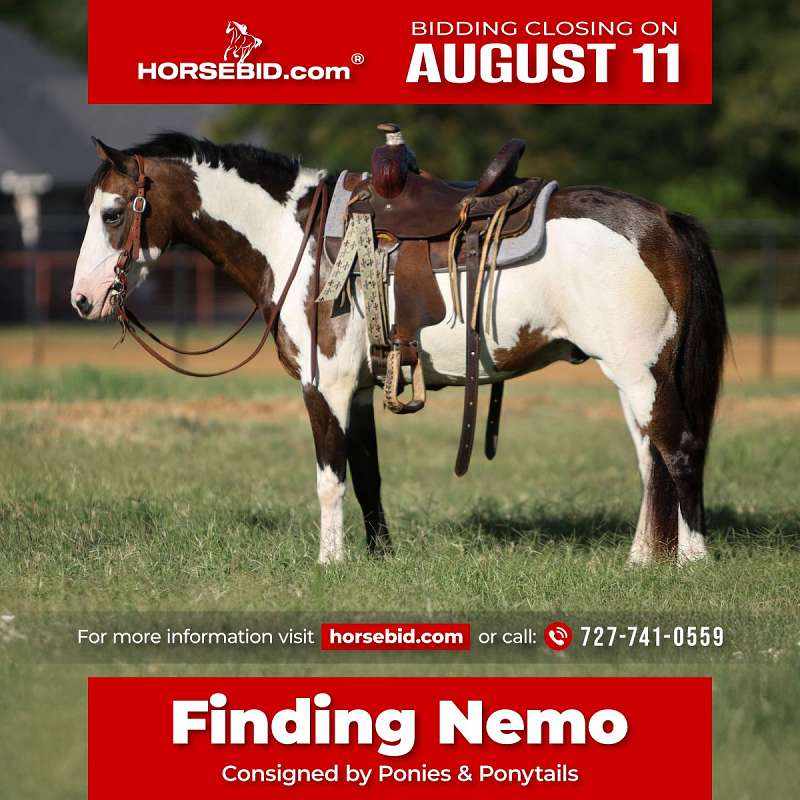 Finding Nemo - Kid Tested & Mother Approved 10 yo Bay Overo Pony Gelding!