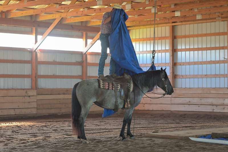Candi - Super Quiet and Gentle 5 Yr Old Blue Roan Draft Cross Mare!