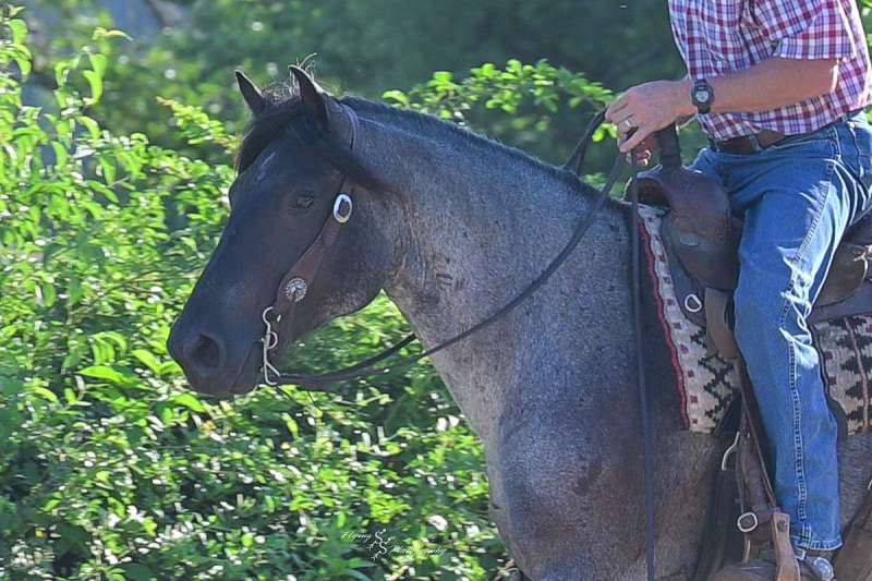 Candi - Super Quiet and Gentle 5 Yr Old Blue Roan Draft Cross Mare!