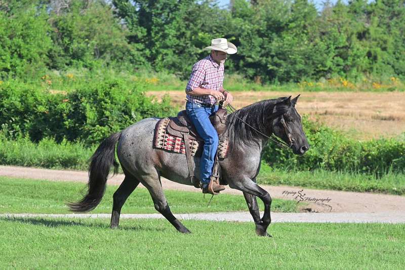 Candi - Super Quiet and Gentle 5 Yr Old Blue Roan Draft Cross Mare!