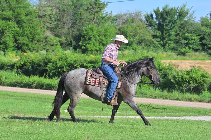 Candi - Super Quiet and Gentle 5 Yr Old Blue Roan Draft Cross Mare!