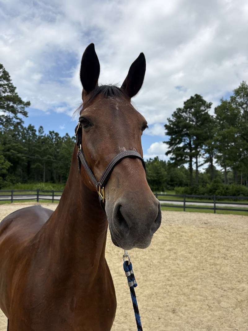 Gentle Bay Mare