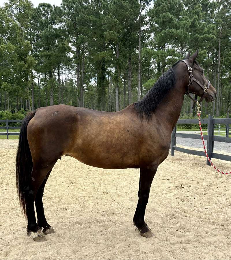 Bay Morgan Mare
