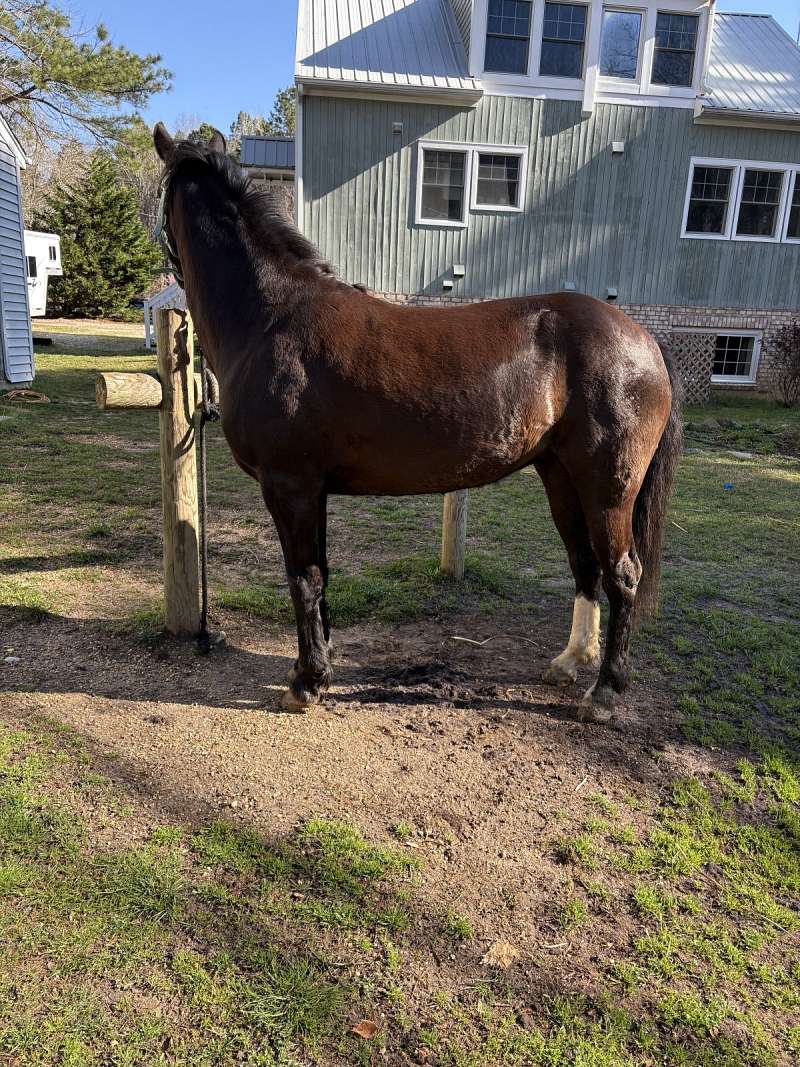 All Around Morgan Pony