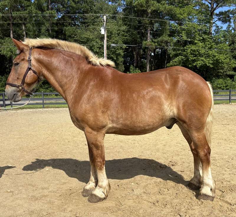 Big Belgian Gelding