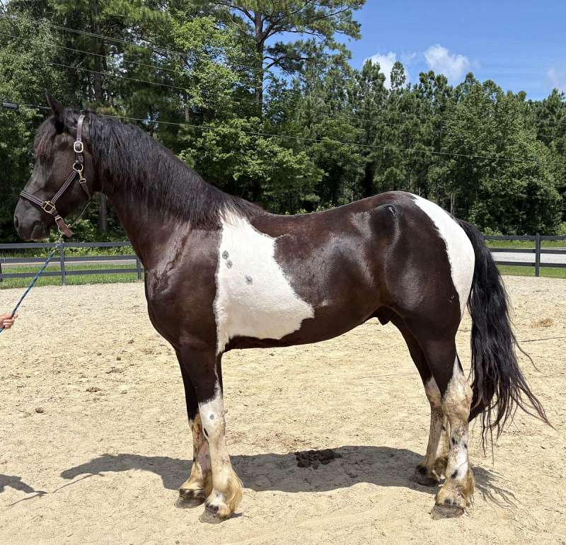 Registered Friesian Spotted Draft