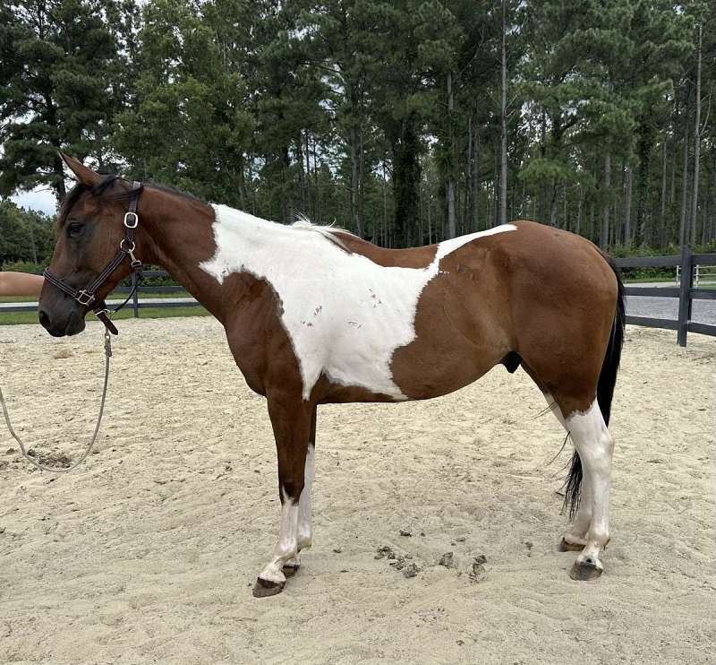 Gentle Paint Gelding