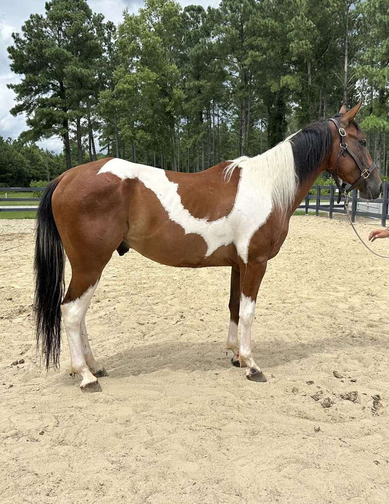 Gentle Paint Gelding
