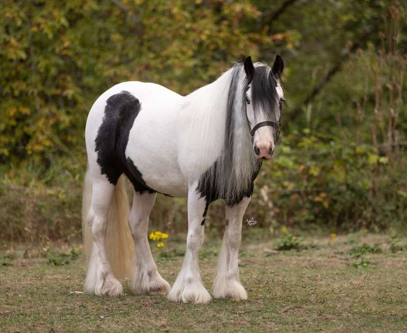The Ultimate Unicorn- Gypsy Vanner Gelding