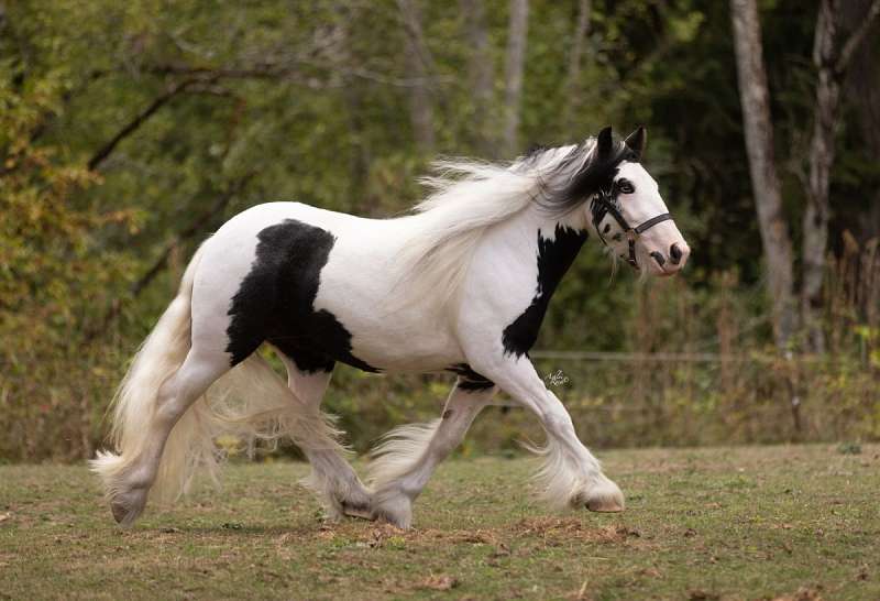 The Ultimate Unicorn- Gypsy Vanner Gelding
