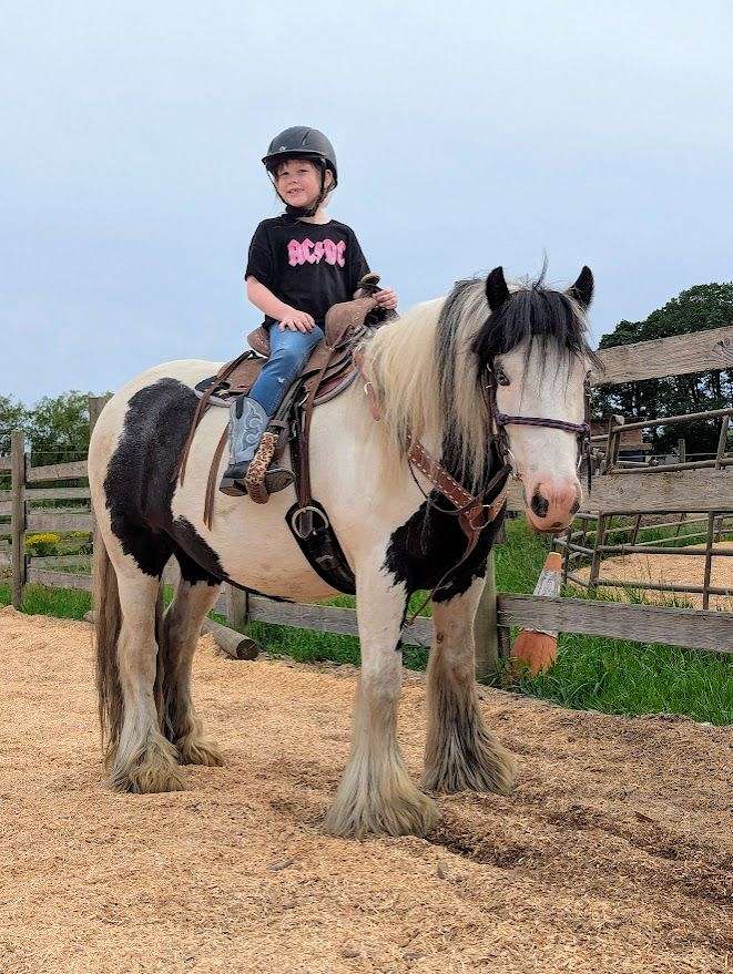 The Ultimate Unicorn- Gypsy Vanner Gelding