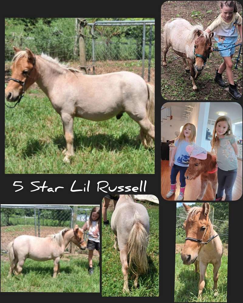 Little Bitty Registered Miniature Horse in Tn Service/Therapy