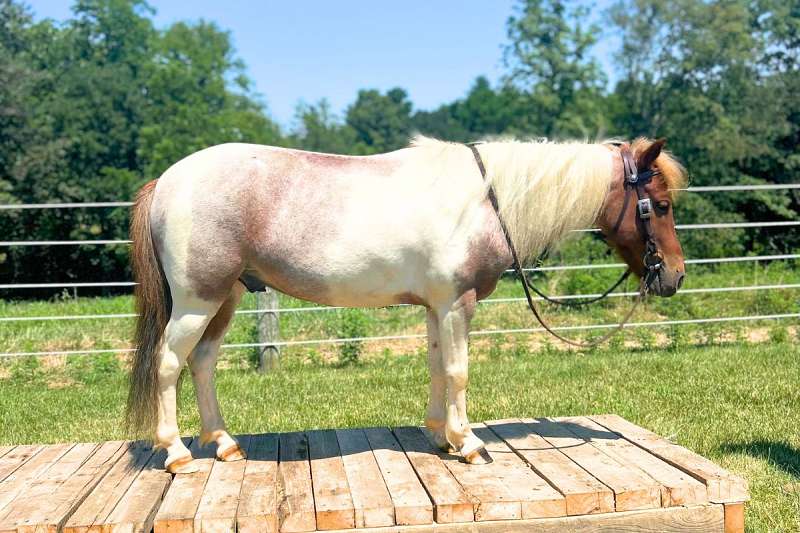 Patrick – Step-Up Pony| Rides, Drives, Trails & Ranch